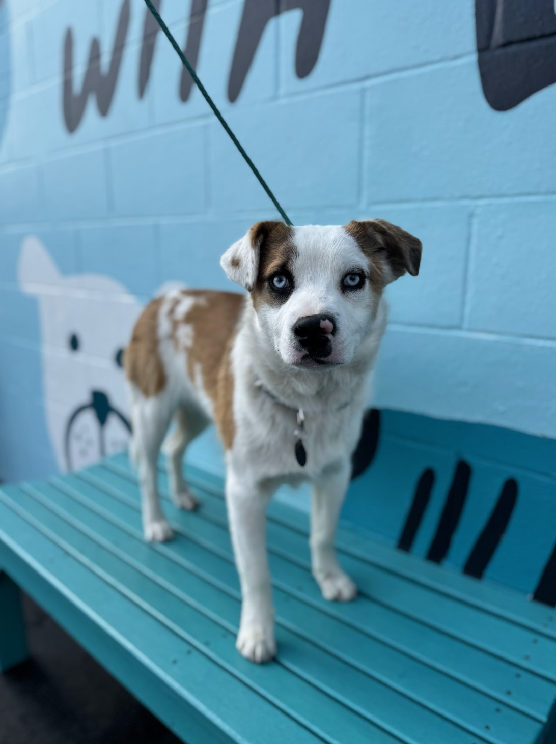 Adopt - Nashville — Wags and Walks