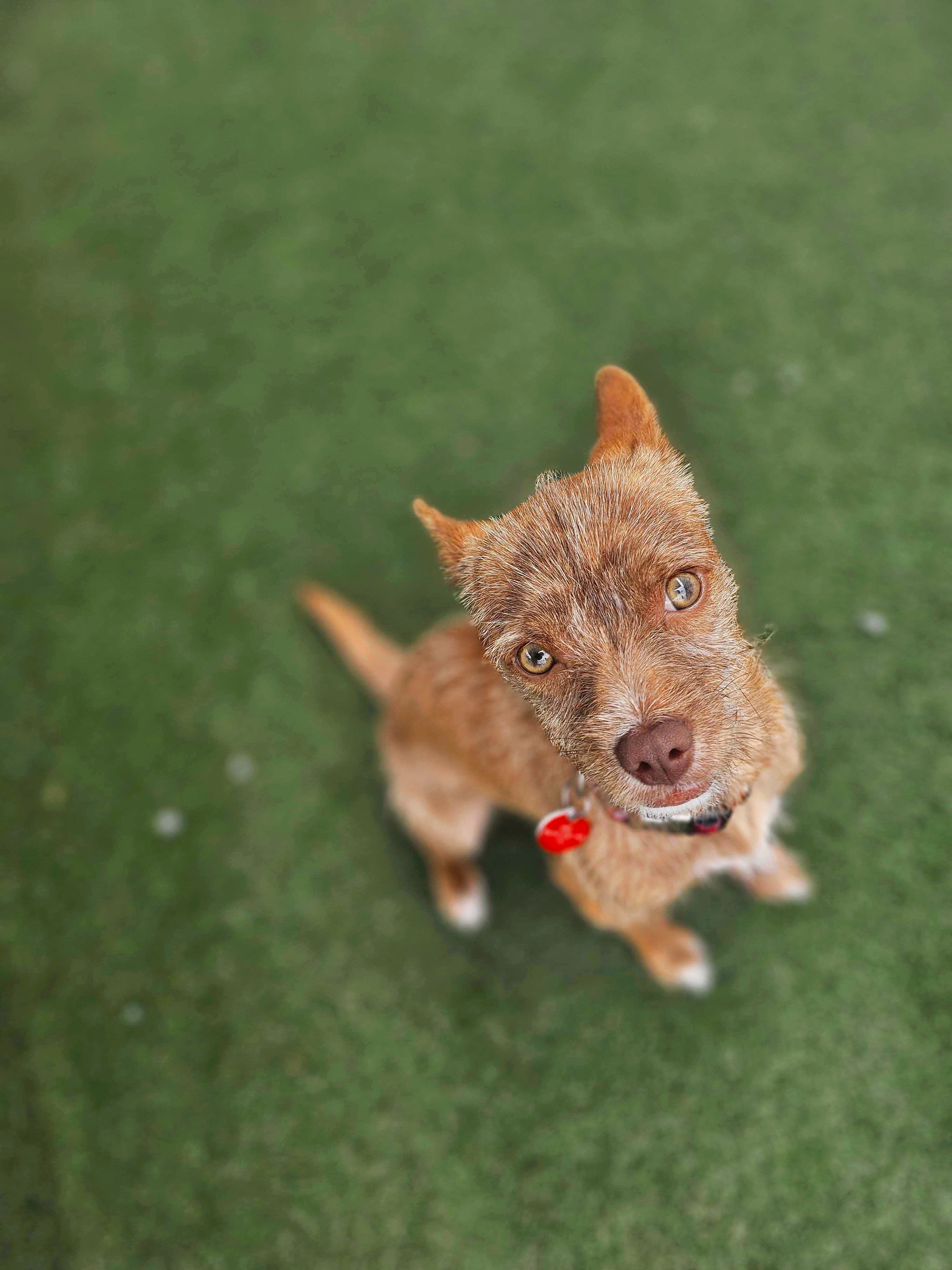 Adopt - LA — Wags and Walks