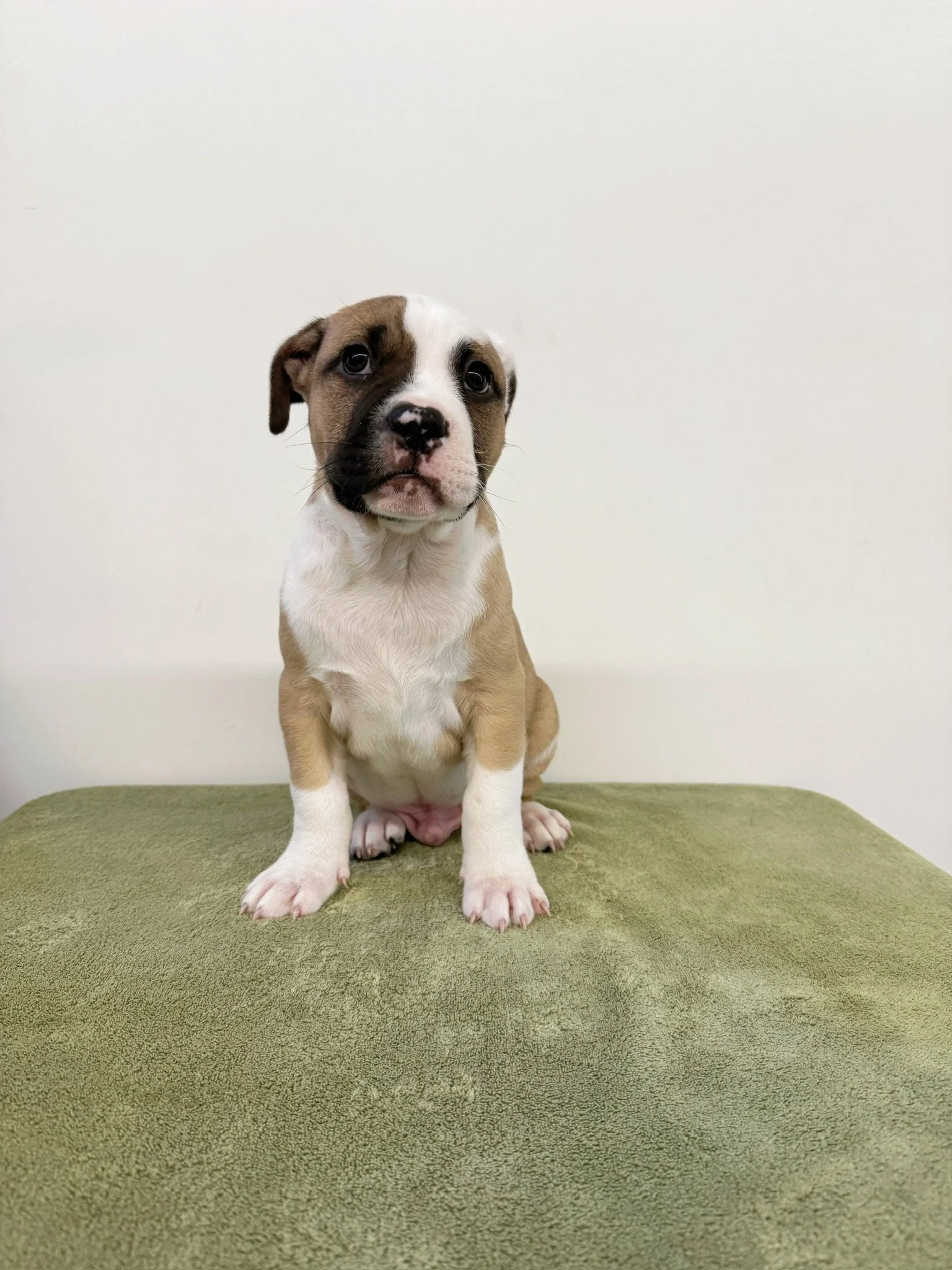 Hamilton — Wags and Walks