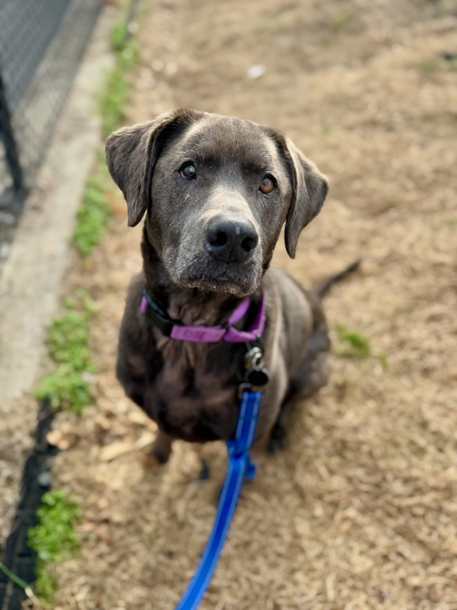 Adopt - Nashville — Wags and Walks