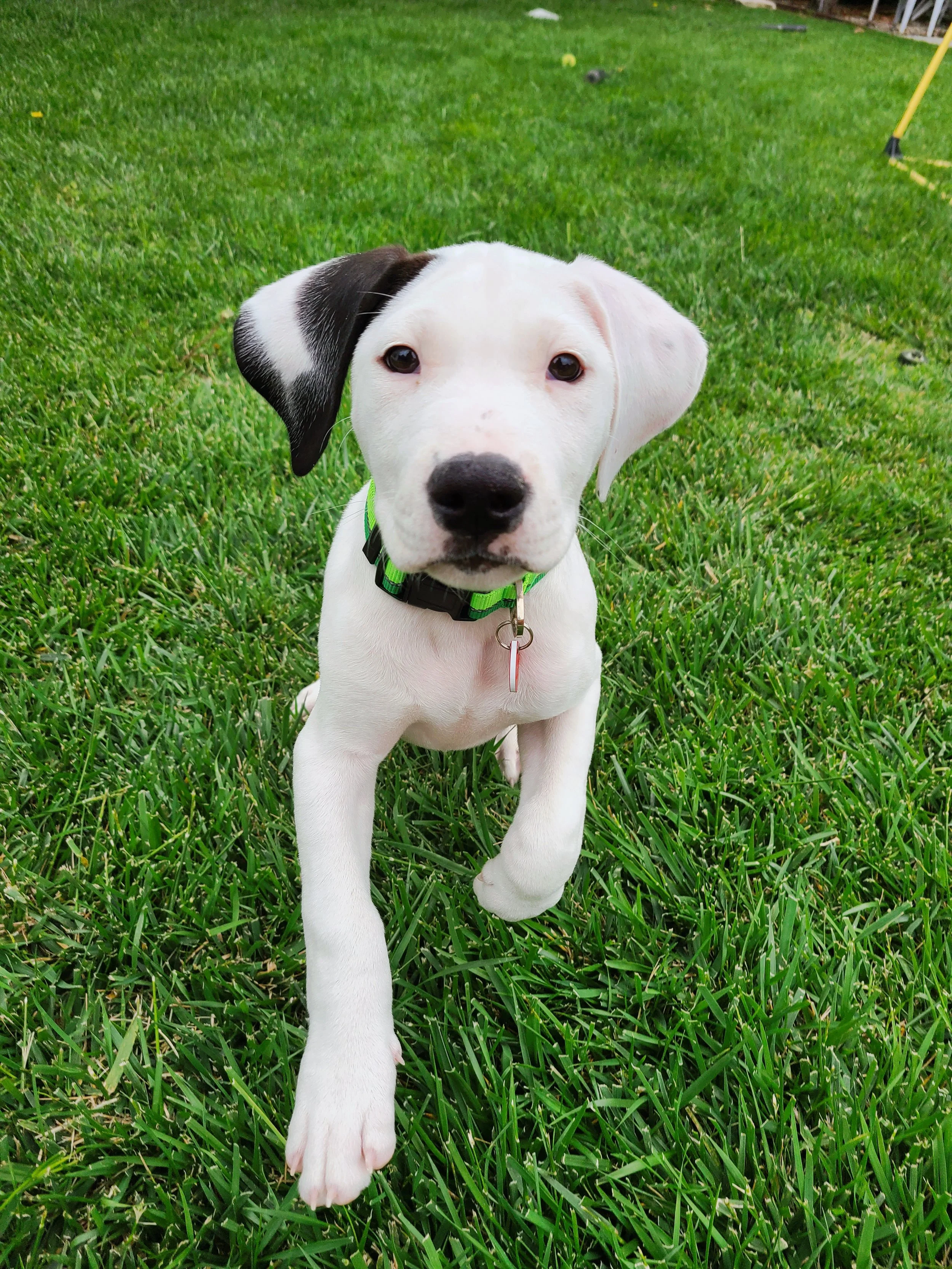 Adopt - LA — Wags and Walks