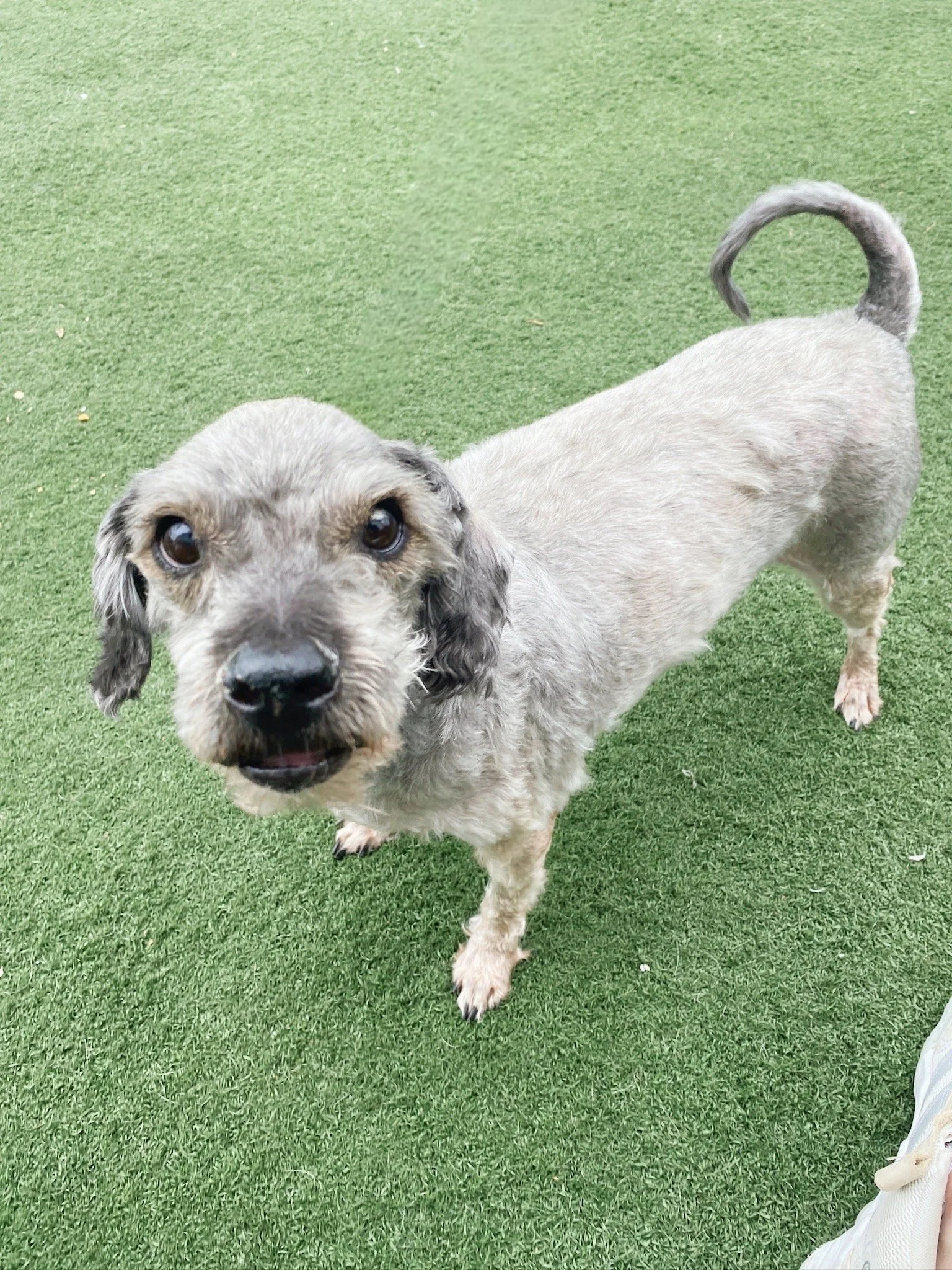 Adopt - LA — Wags and Walks