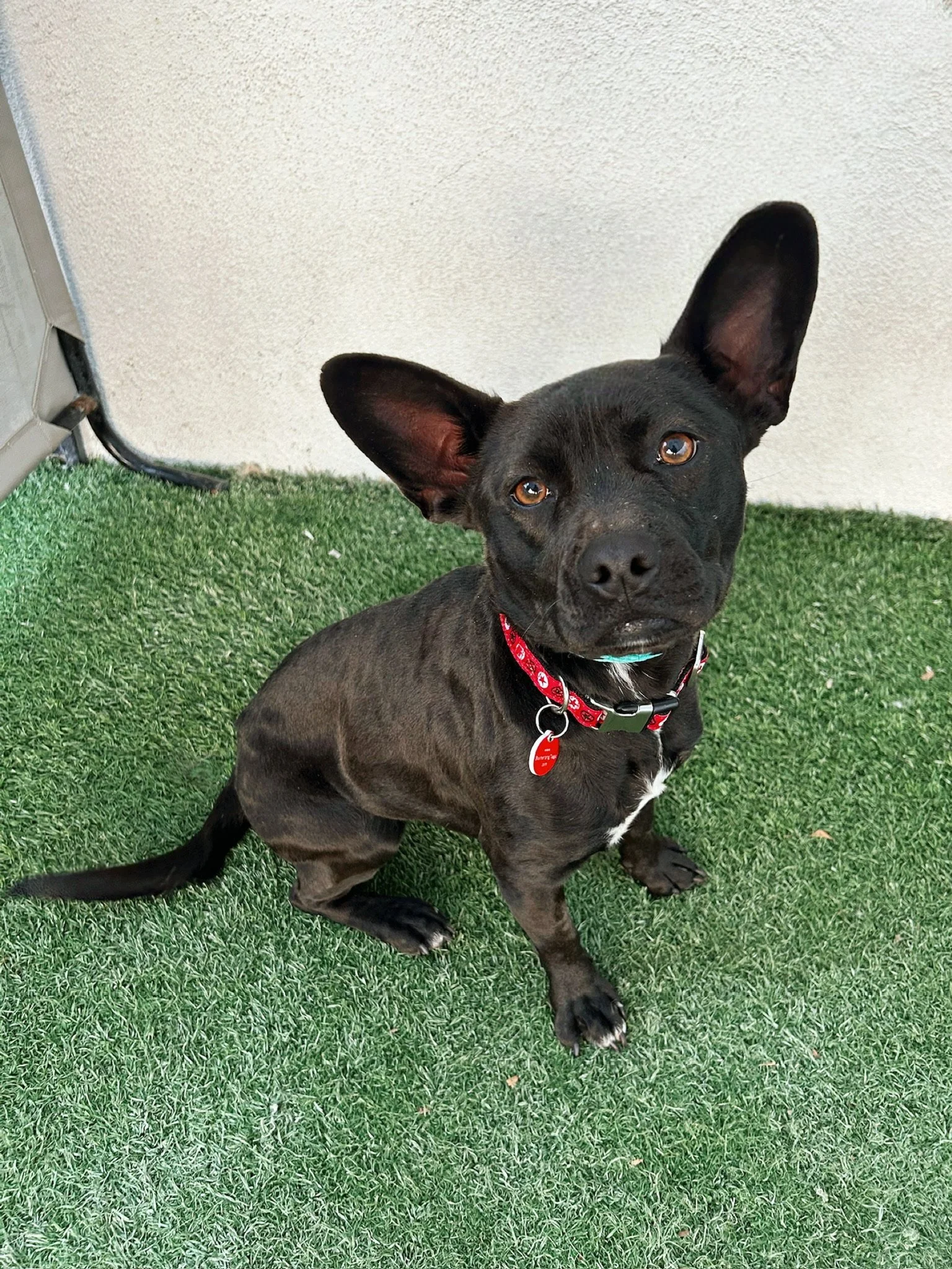 Adopt - LA — Wags and Walks