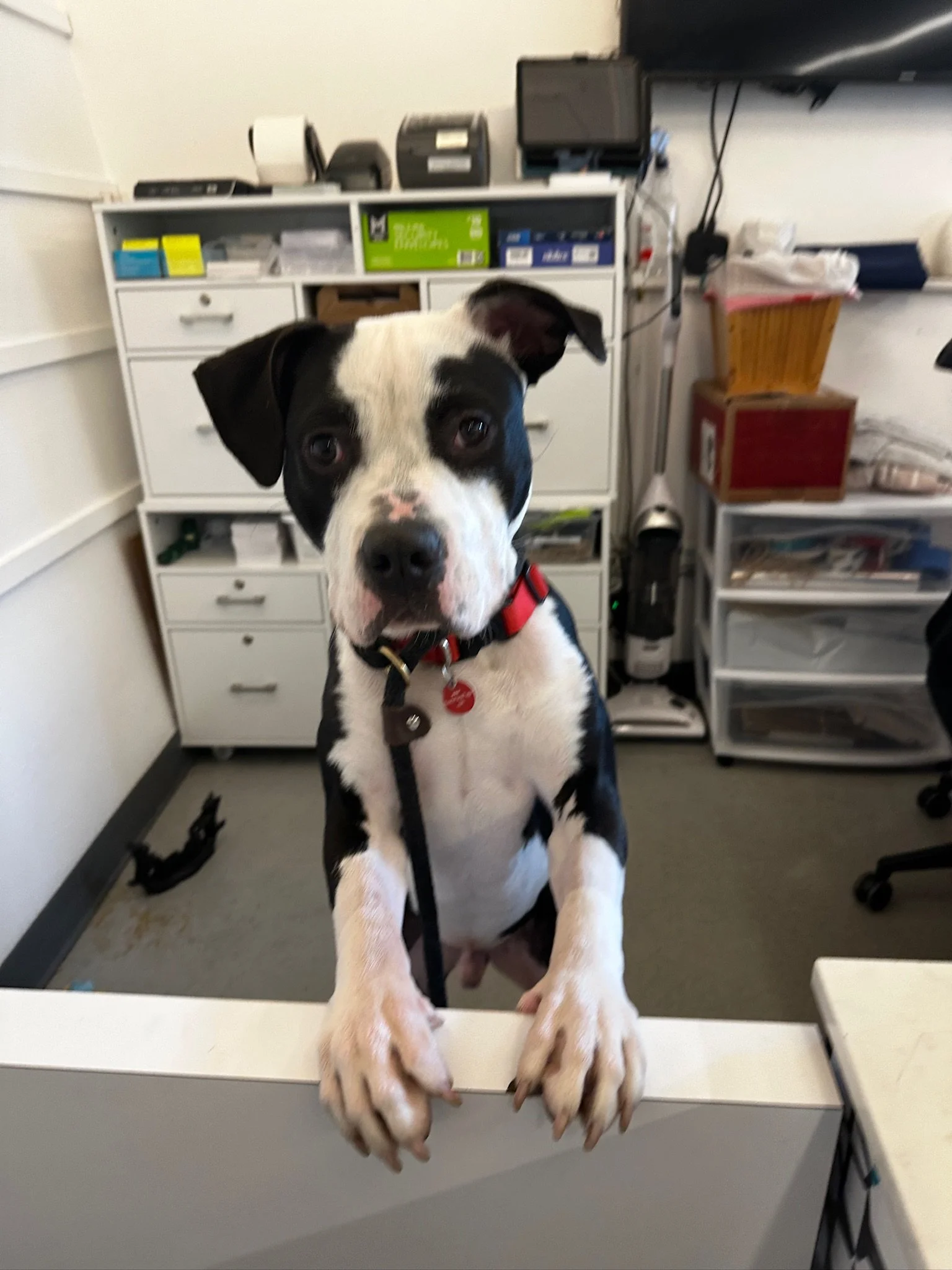 Adoptable Dogs Los Angeles — Wags and Walks
