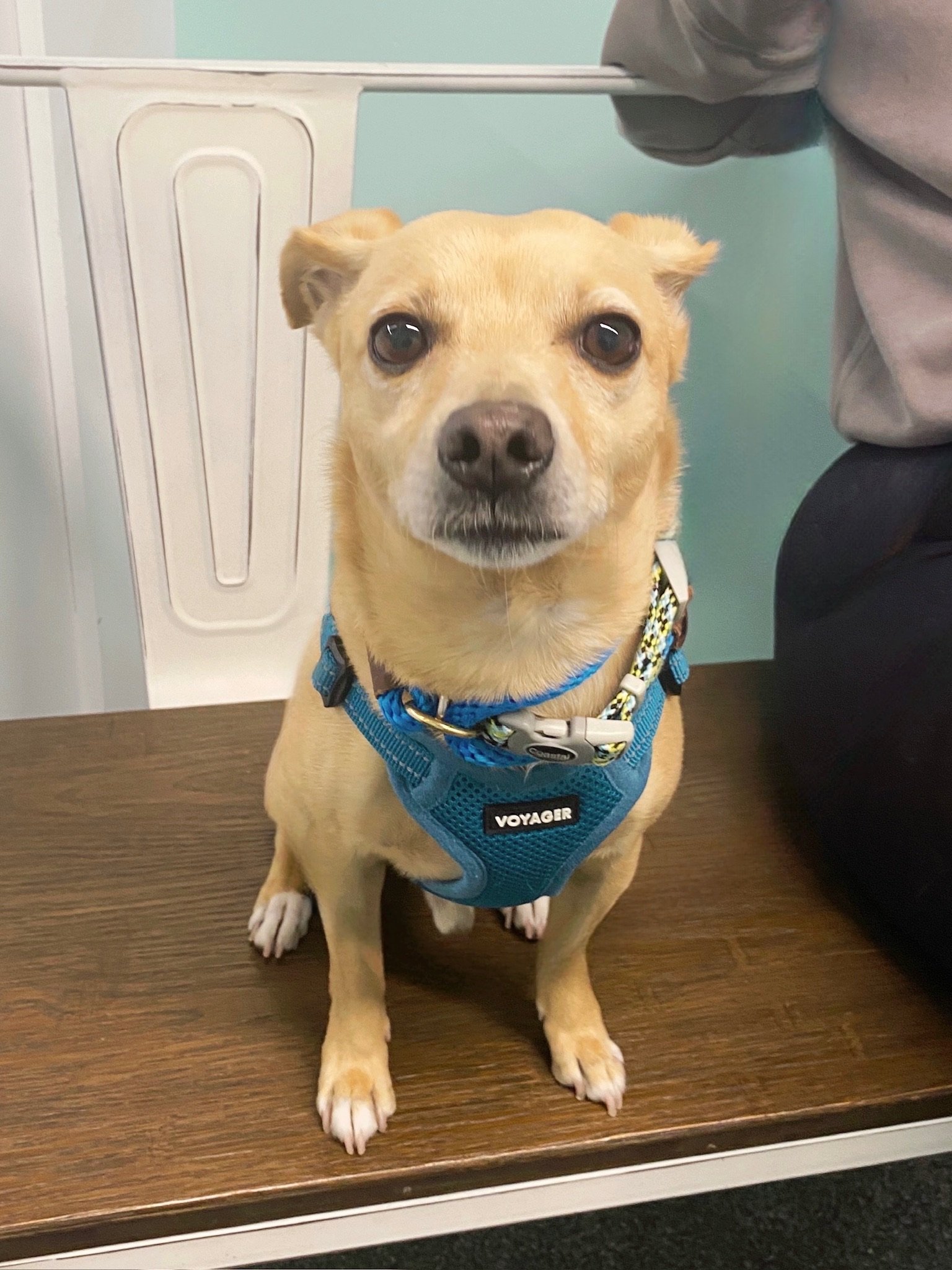 Available Dogs Los Angeles — Wags and Walks