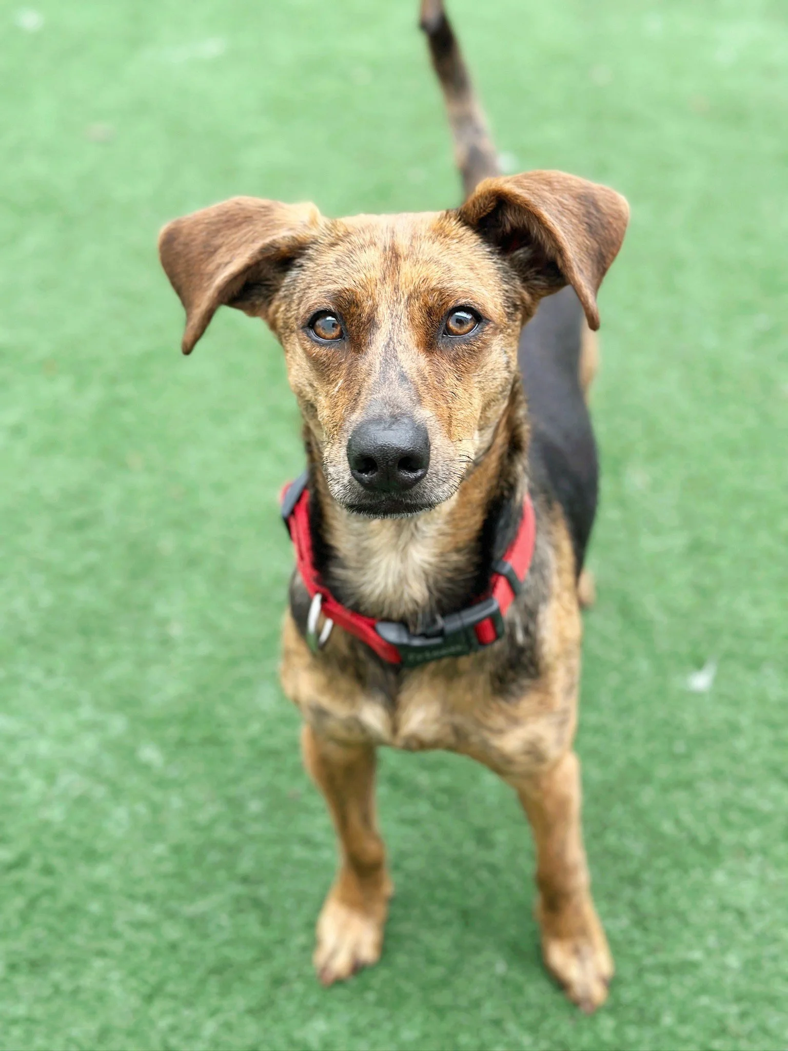 Adopt - LA — Wags and Walks