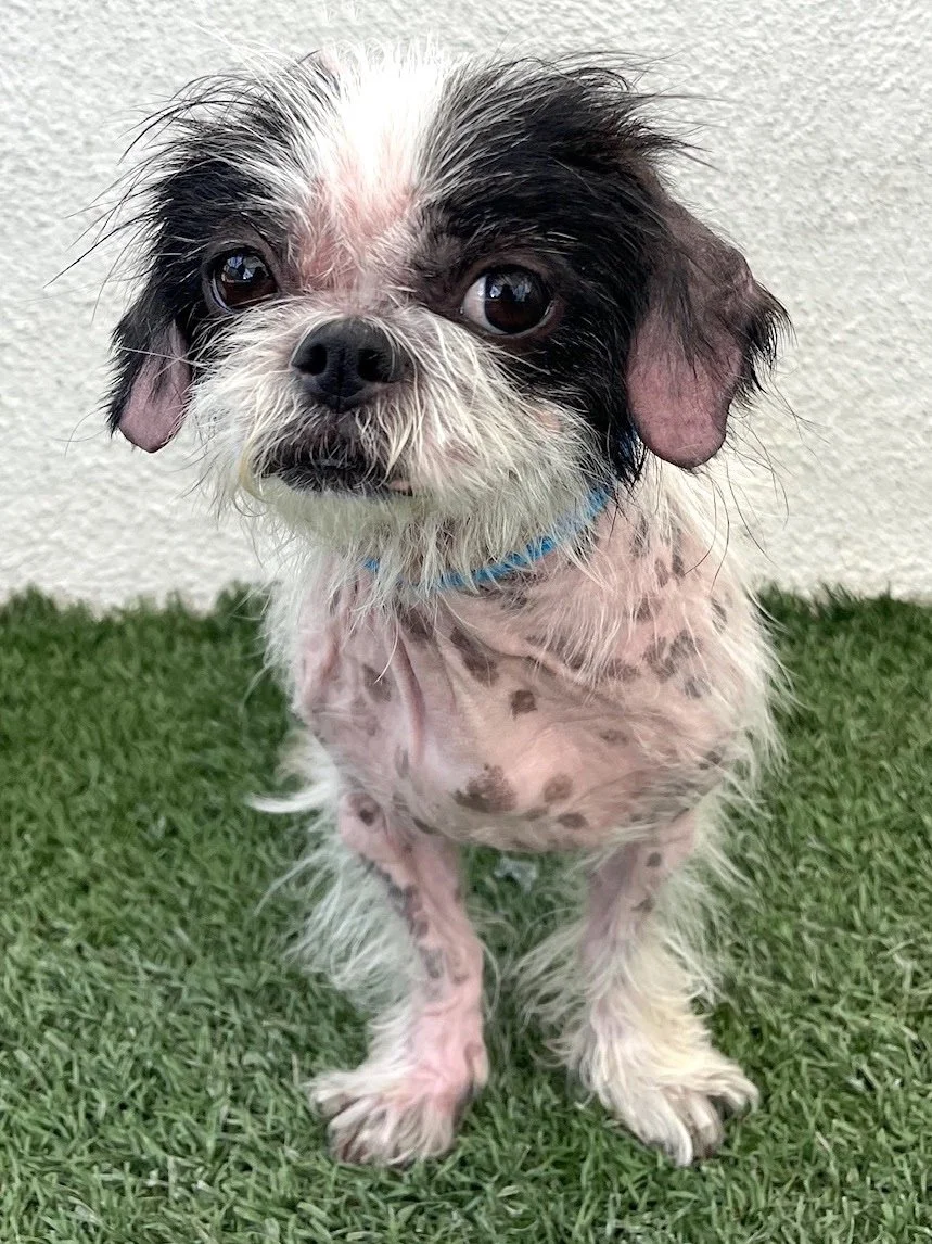 Available Dogs Los Angeles — Wags and Walks