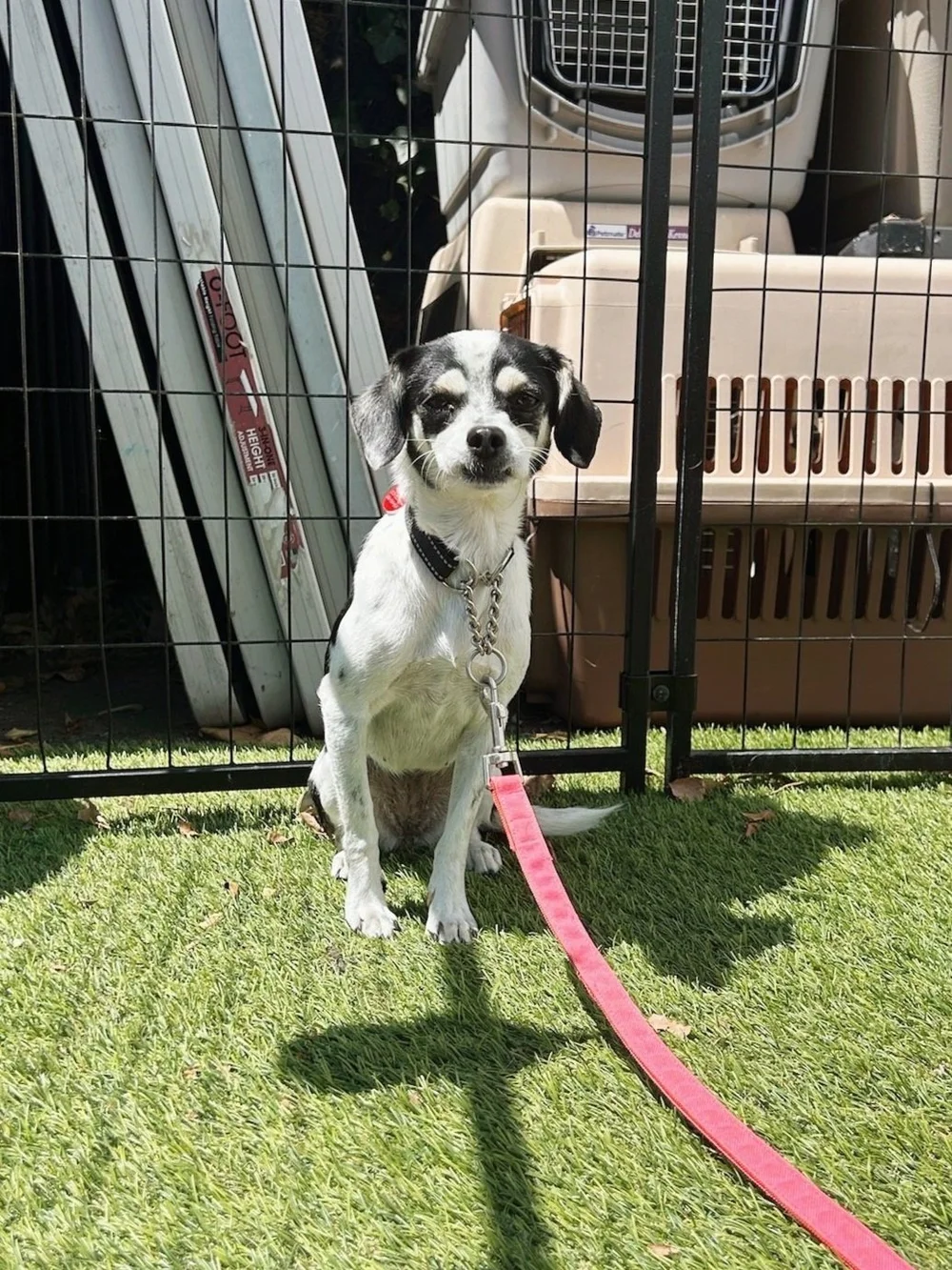 Available Dogs Los Angeles — Wags and Walks