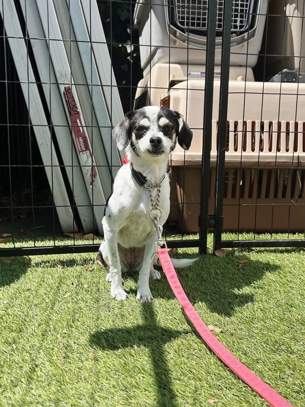 Available Dogs Los Angeles — Wags and Walks