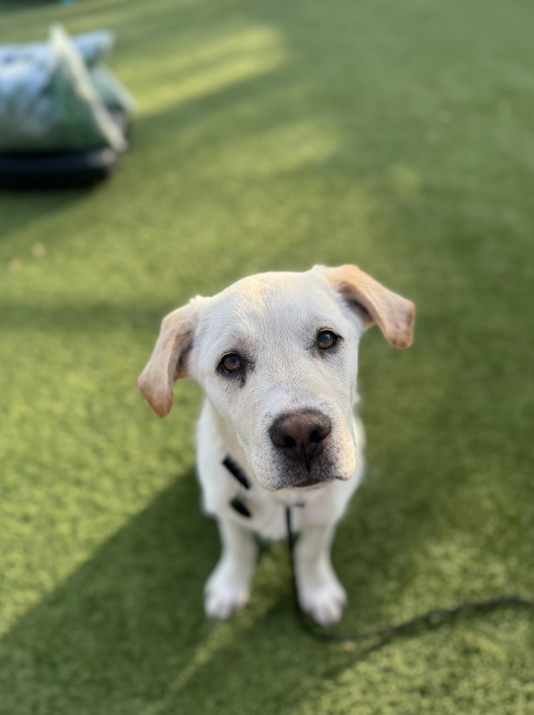 Adopt - Nashville — Wags and Walks