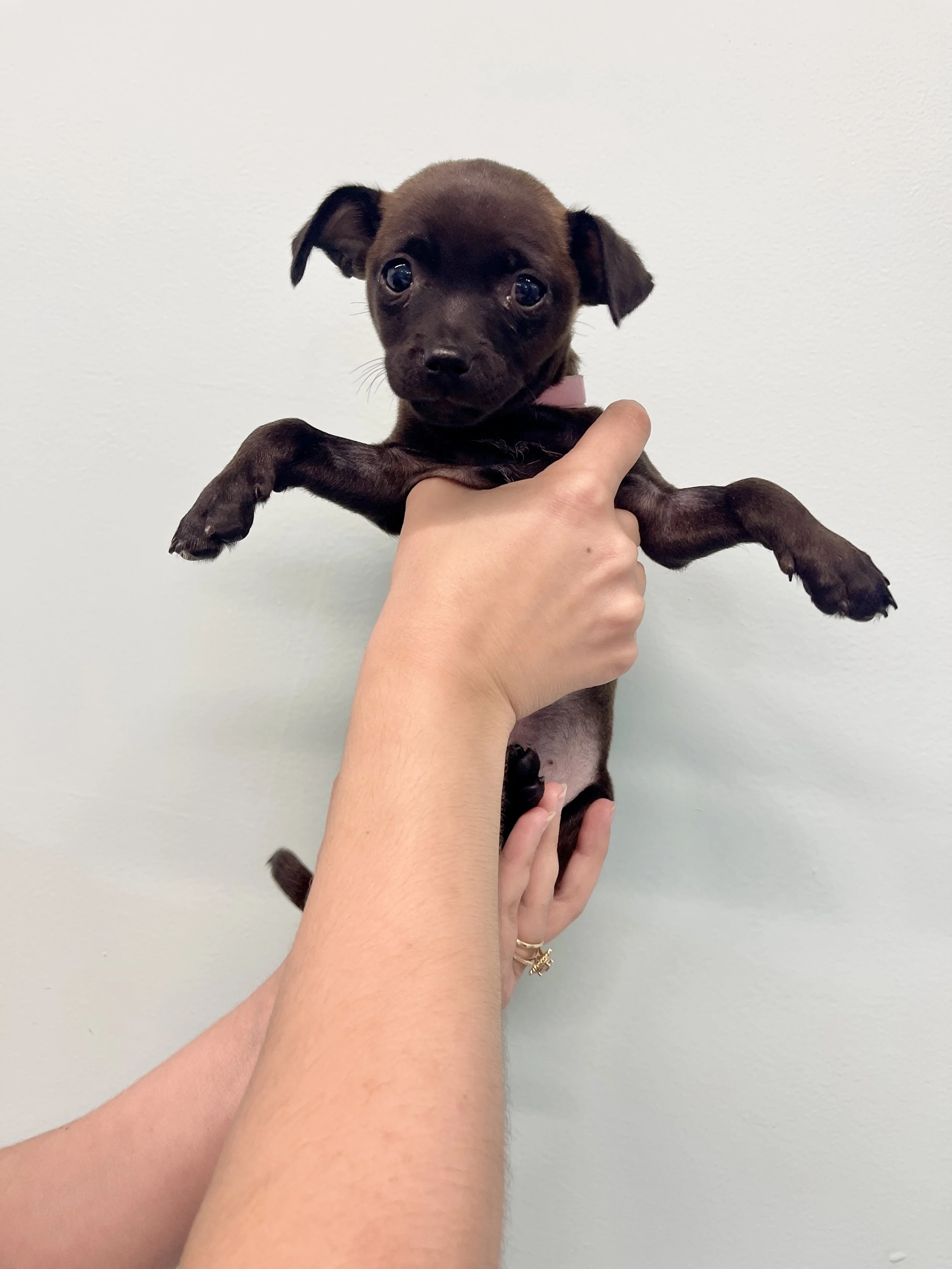 Rosco — Wags and Walks