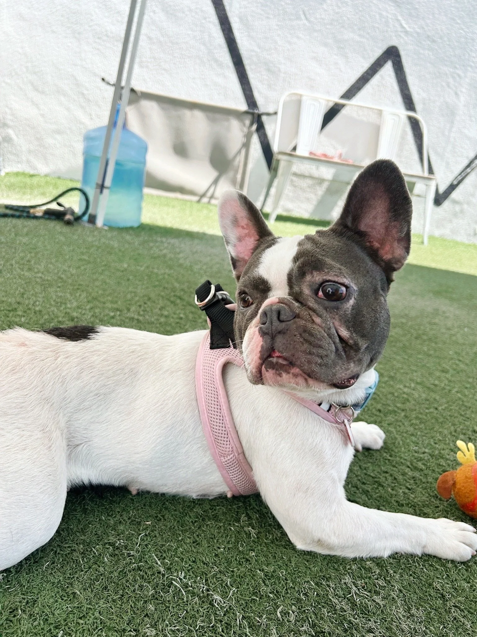 Available Dogs Los Angeles — Wags and Walks