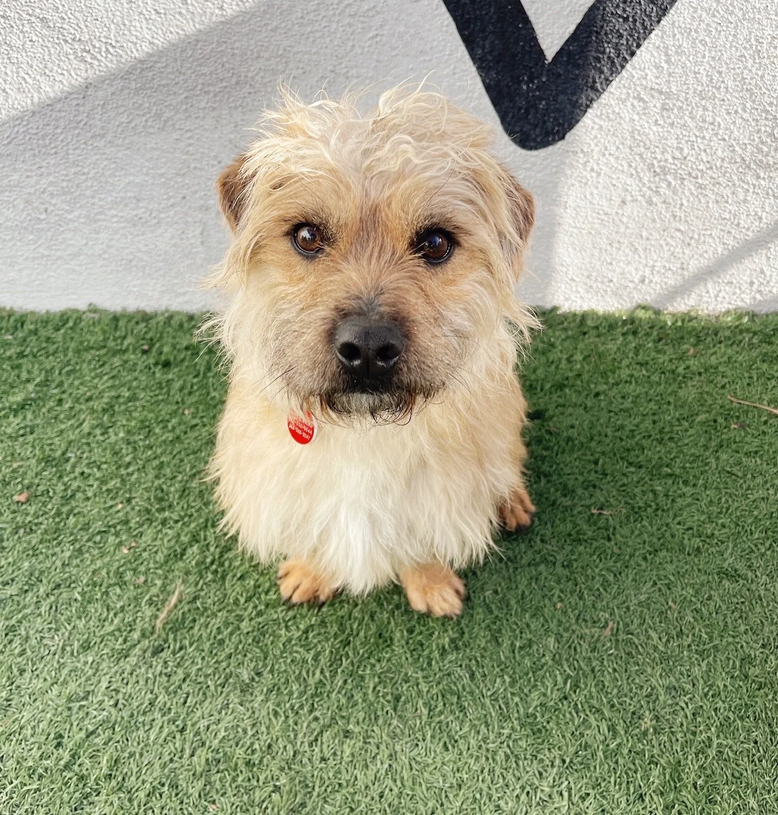 Adopt - LA — Wags and Walks