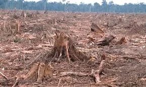 Impact of Deforestation on Climate Change and Sustainability — Care ...
