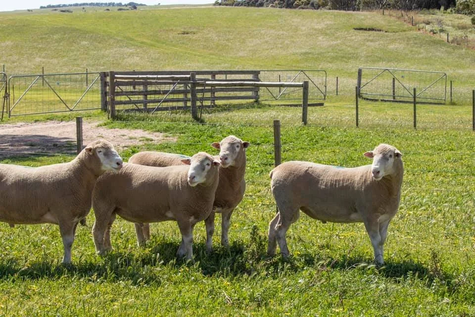Poll Dorsets — Richmond Park & Mulgundawa Studs