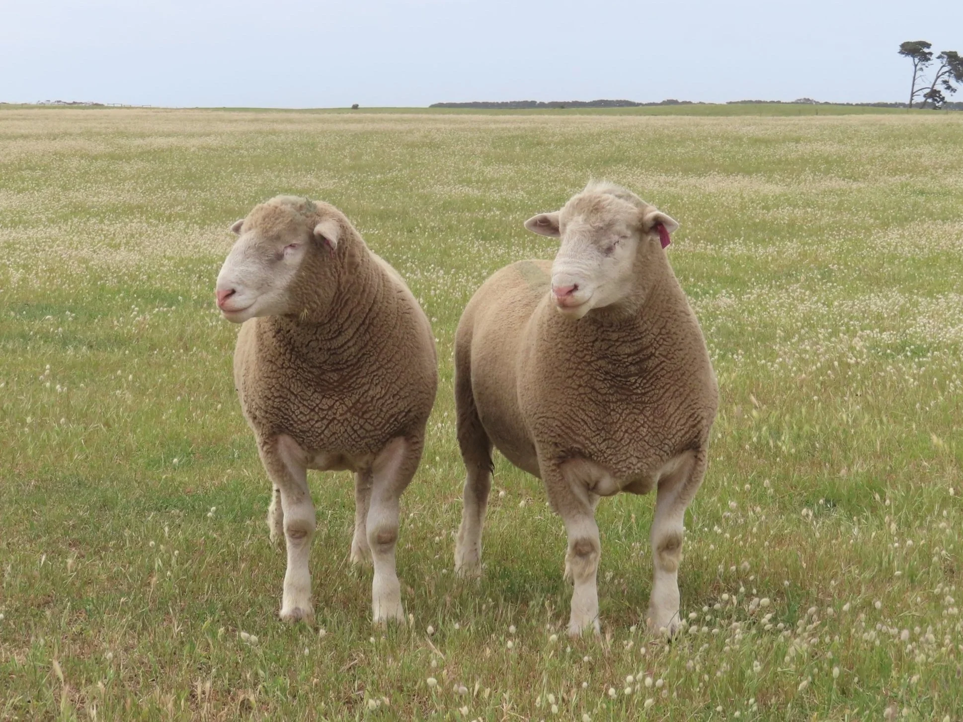 Poll Dorsets — Richmond Park & Mulgundawa Studs