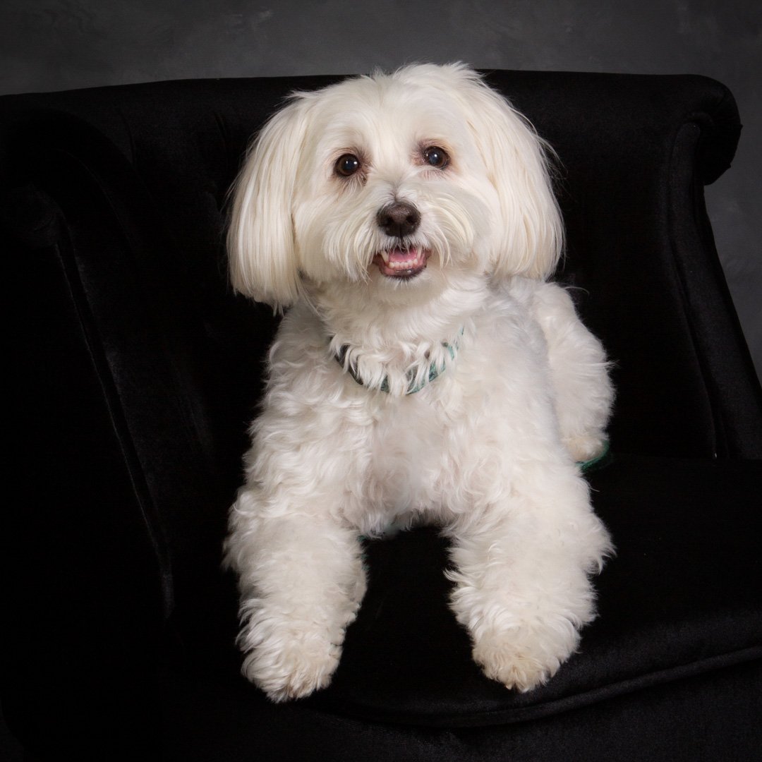 Animalia — Mallory Portraits