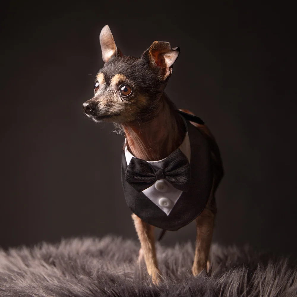Animalia Fur Baby Sessions — Mallory Portraits