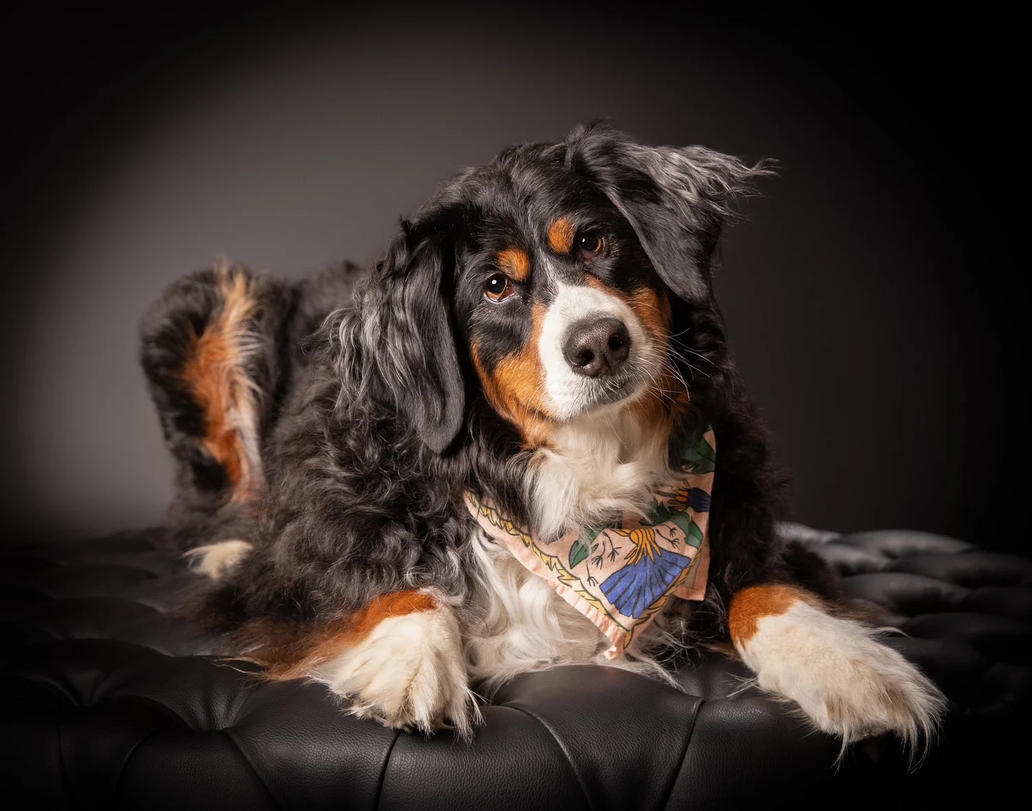 Animalia Fur Baby Sessions — Mallory Portraits