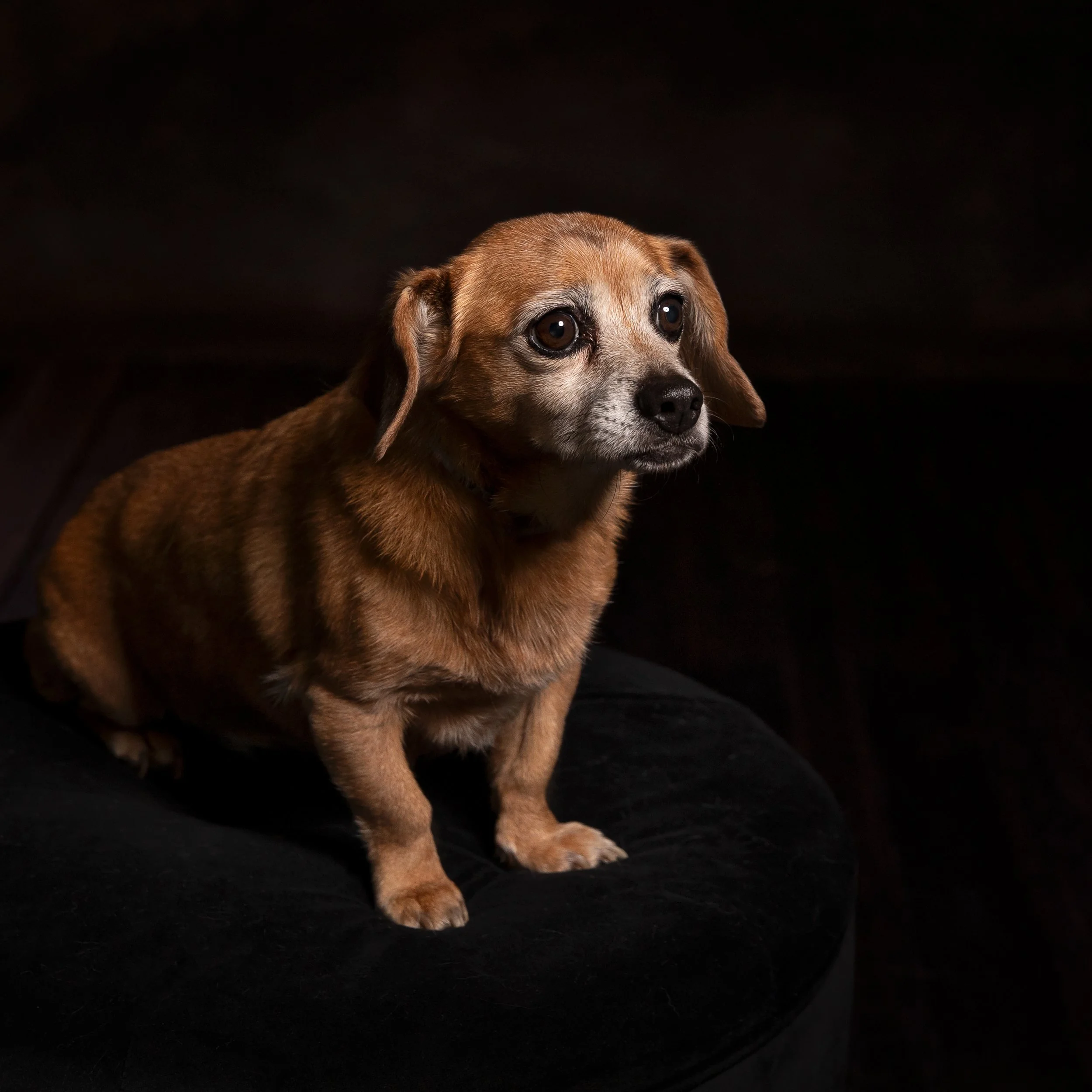 Animalia Fur Baby Sessions — Mallory Portraits