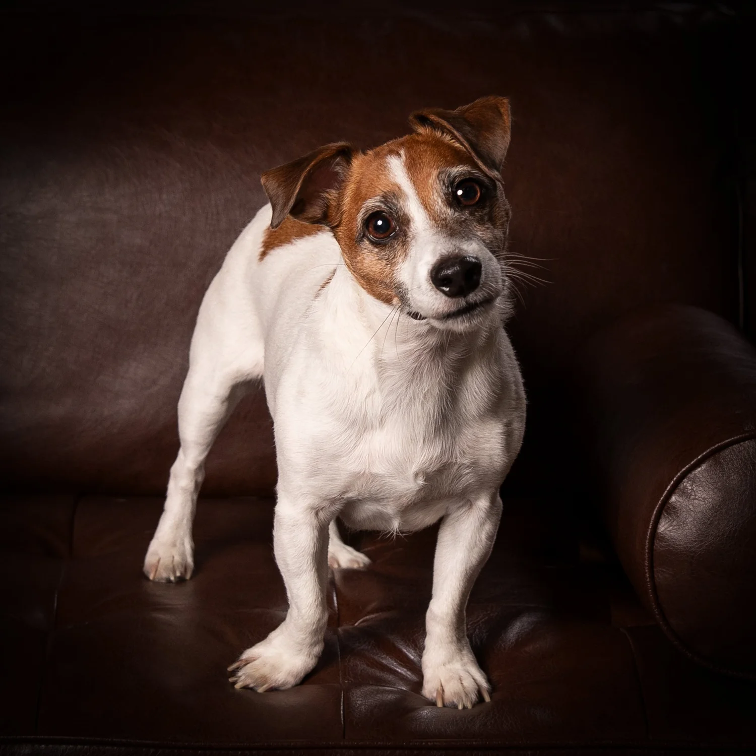 Animalia Fur Baby Sessions — Mallory Portraits
