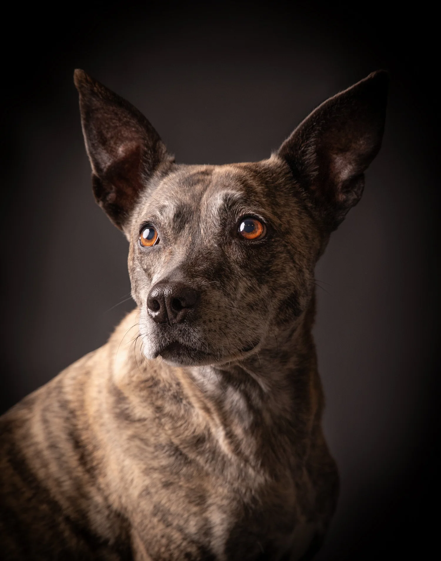Animalia Fur Baby Sessions — Mallory Portraits