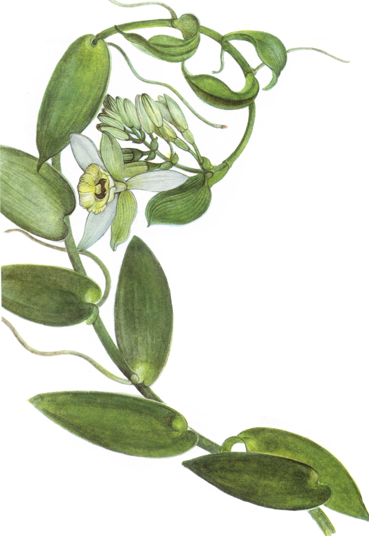 Menus — The Vanilla Pod