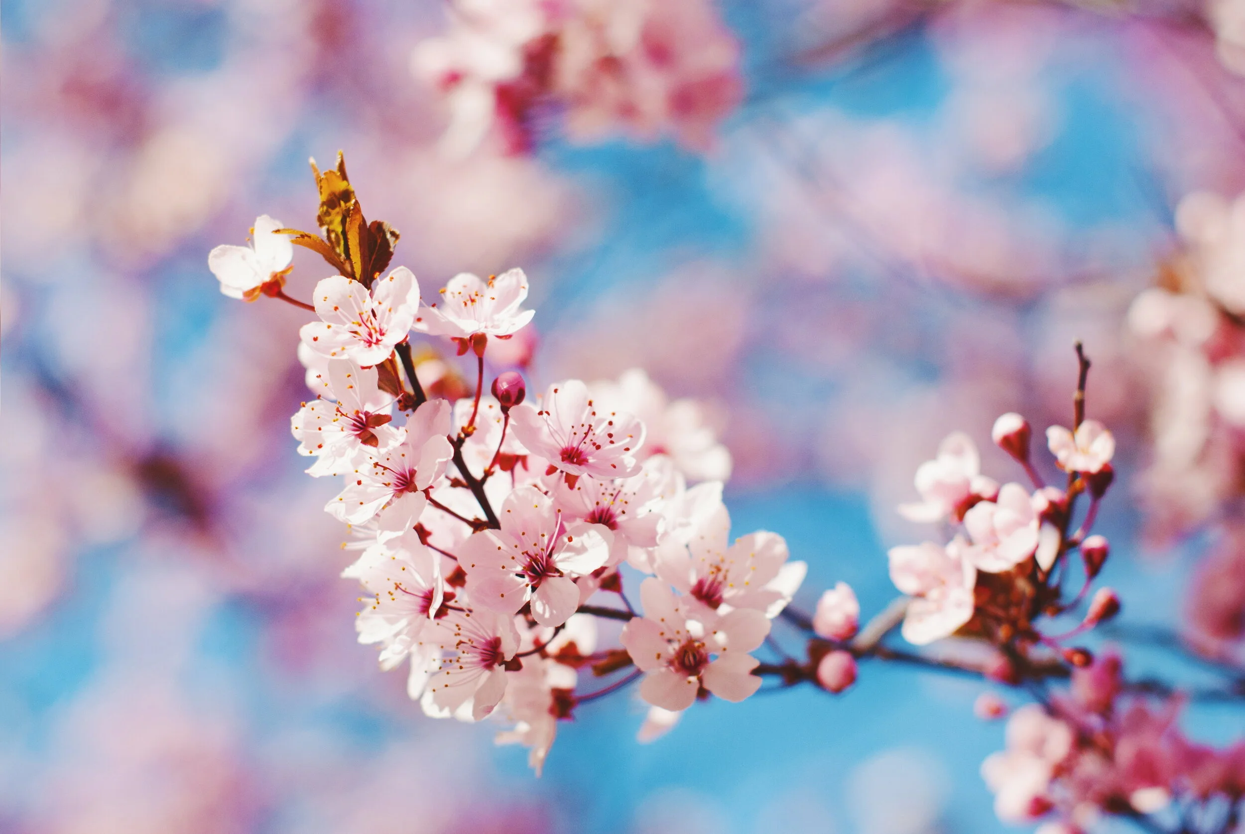 The Four Seasons of the Spiritual Life - An Introduction — Rhythms of ...