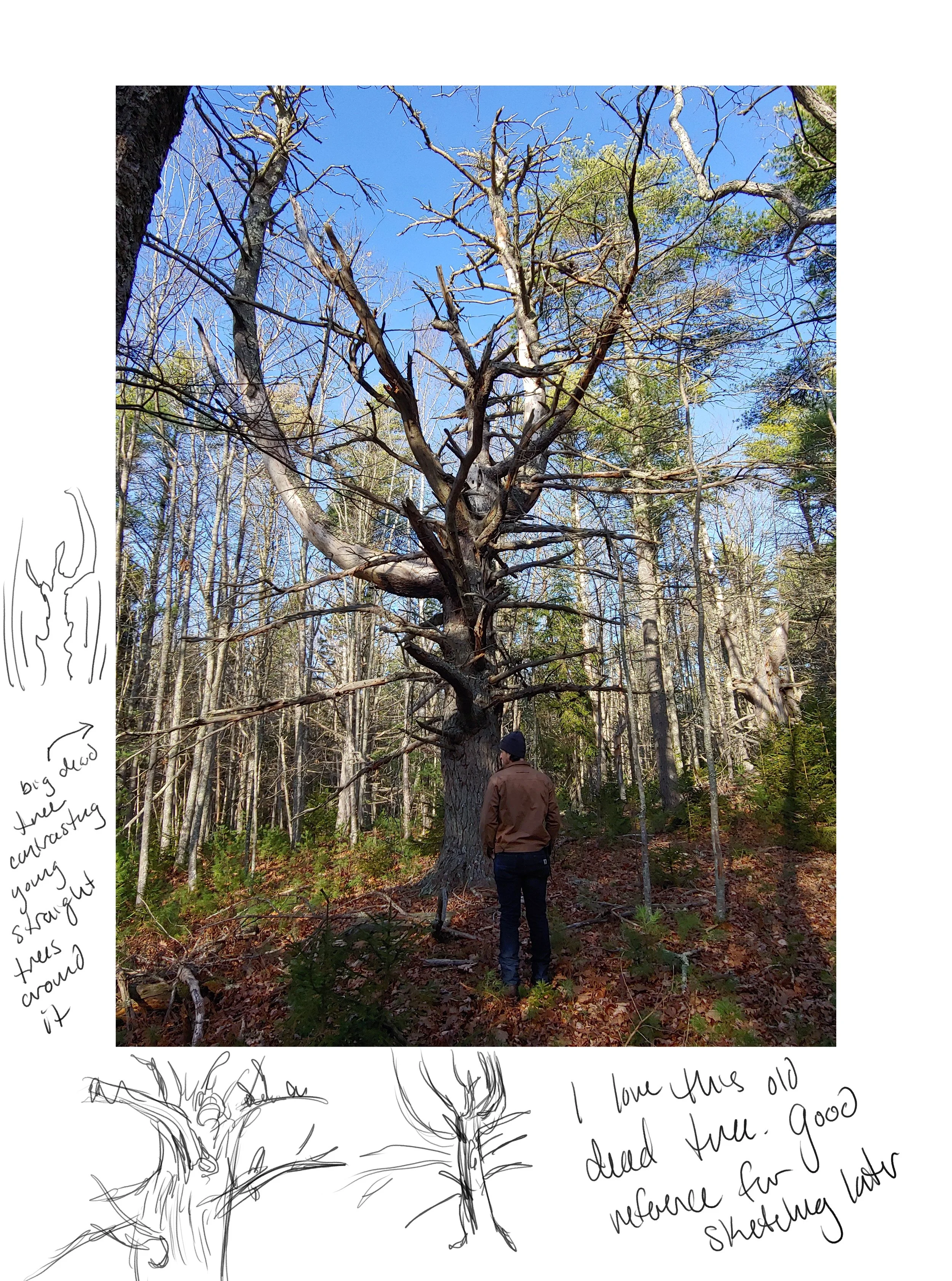 Nature Walk — Sam Guay