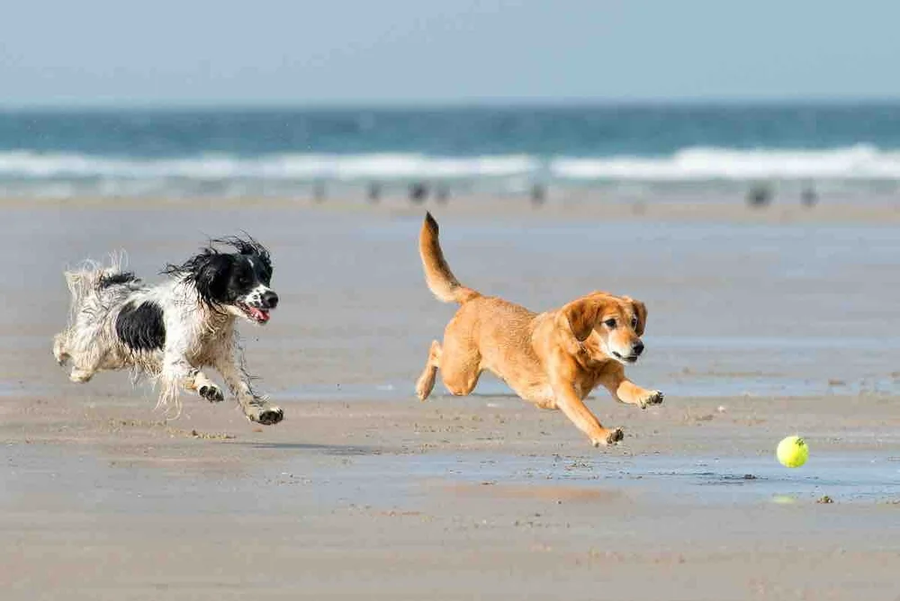 Beransa: The New Canine Arthritis Injection — All Natural Vet Care