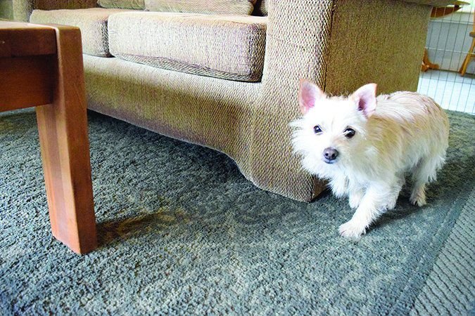 Why Do Dogs Mark? + How to Curb Marking Indoors — Funky Bunch Pet Care LLC