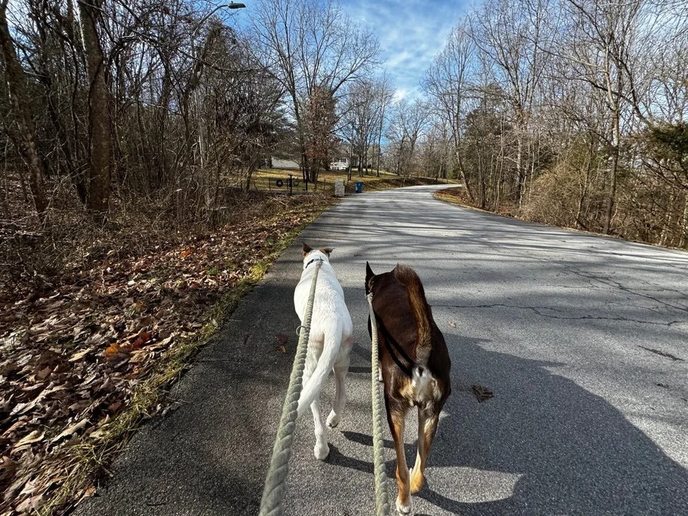Mastering the Art of Walking Multiple Dogs with Funky Bunch Pet Care in ...