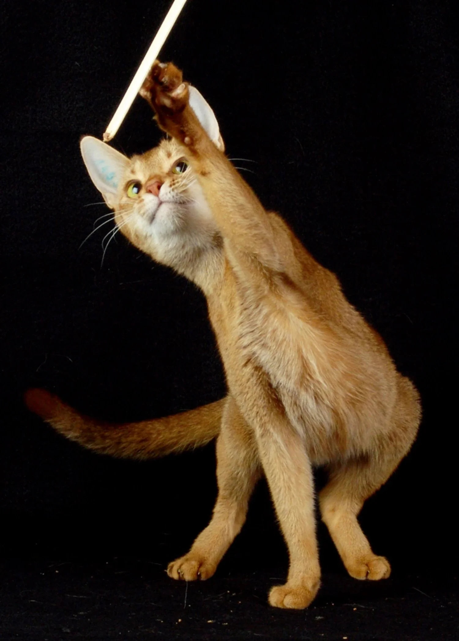 Mapping the Feline Frontier: The Missouri Cat That Made Genetic History ...