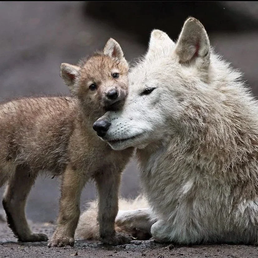 How Long Have Dogs Been Mans’ Best Friend? — Funky Bunch Pet Care LLC