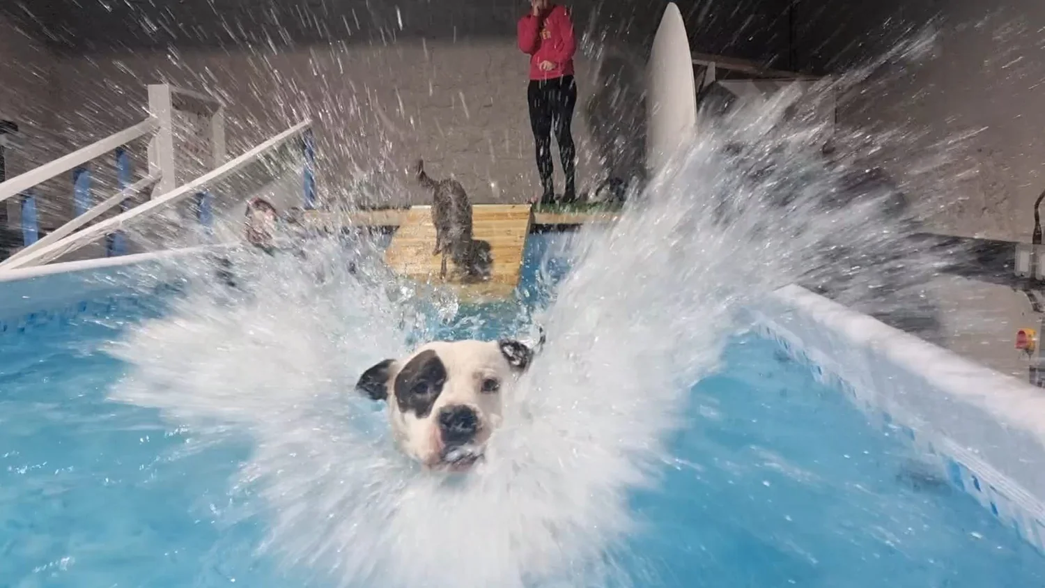 Dog Swimming — Newton Farms