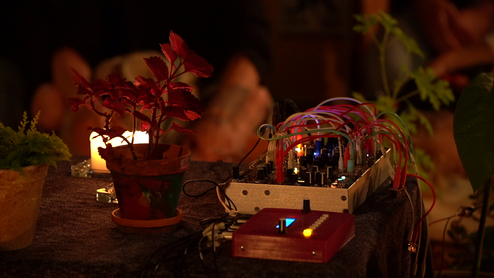 Plant Music Live Concerts — Masterplants