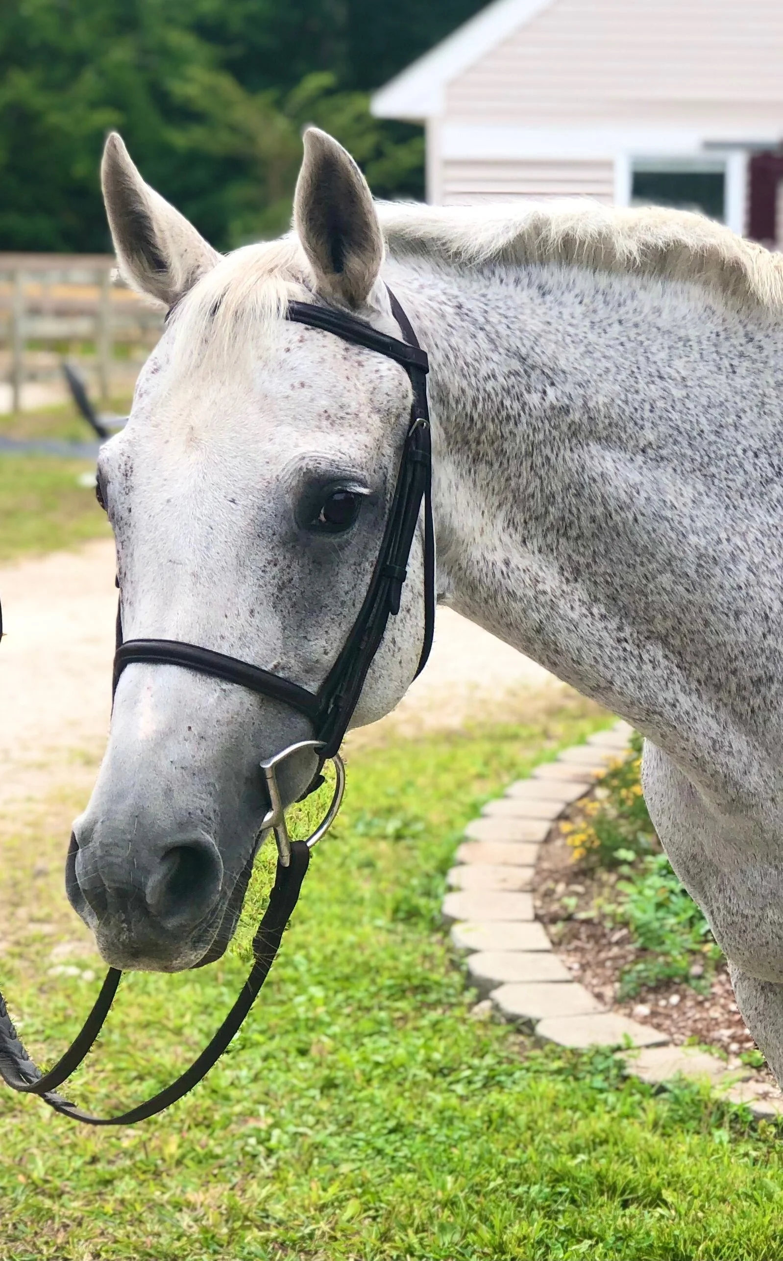 Our Horses — Wildflower Stables