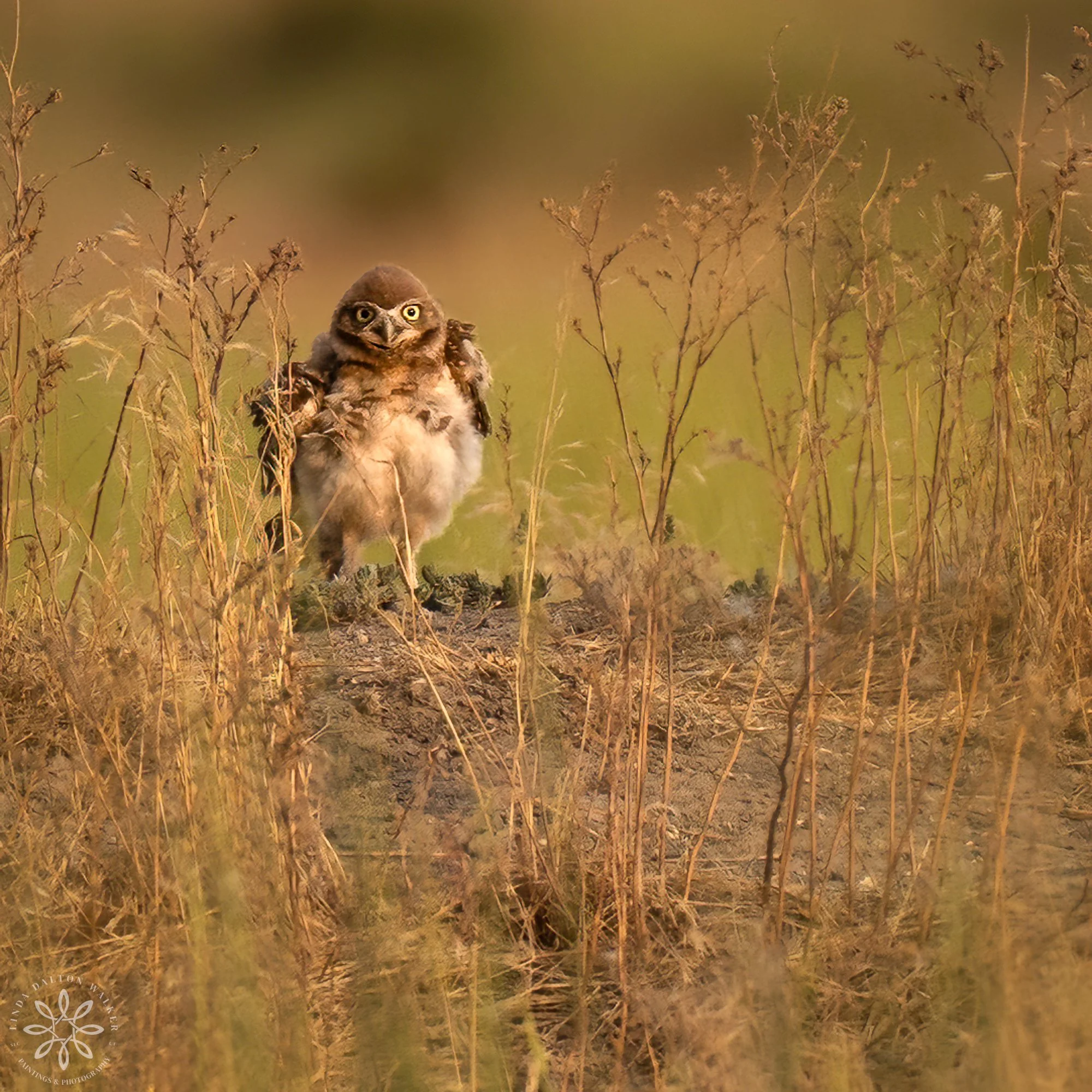 Shop Wildlife Photography and Oil Paintings — Linda Dalton Walker ...