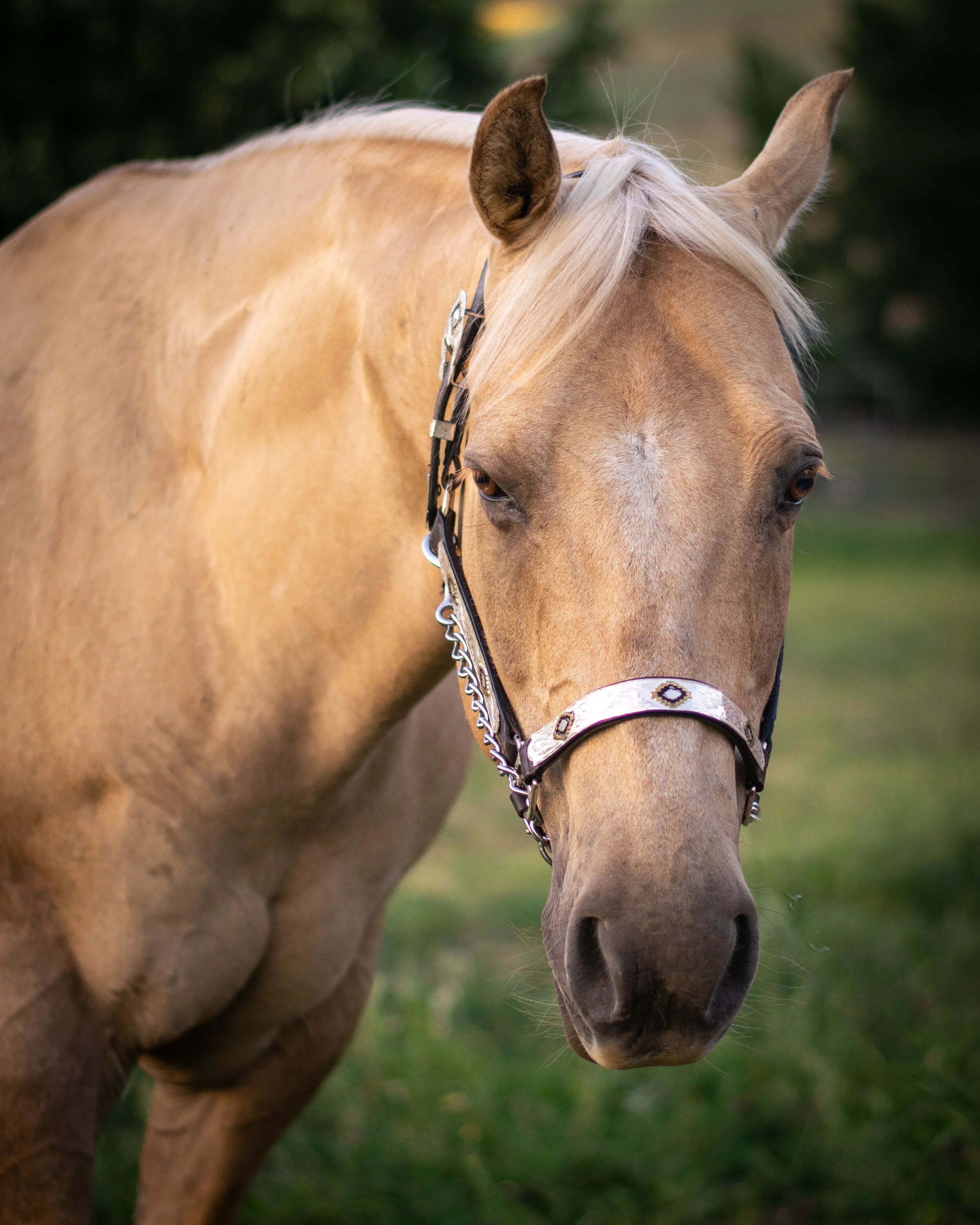 Bridget Cline Photography