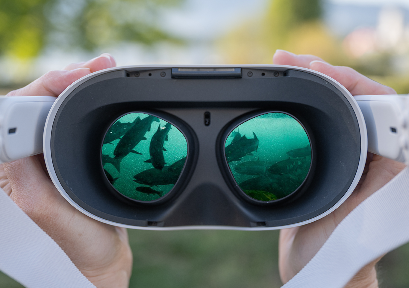 VR headsets give viewers a salmon's underwater eye view as ...