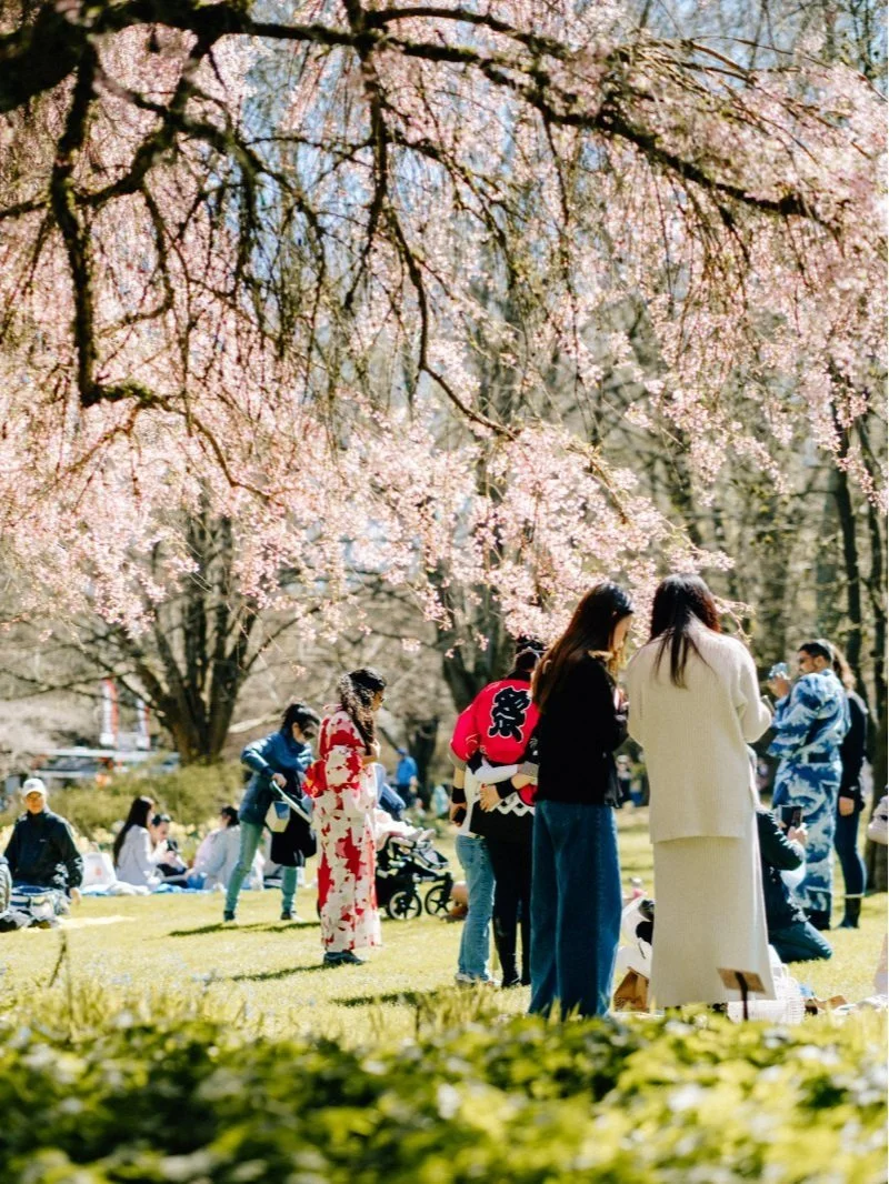 Annual Sakura Days Japan Fair celebrates spring at Vancouver Cherry ...