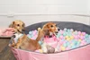 Come on Barkie let’s go Pawty — Fun and Classy Barbie Inspired Dog ...