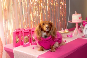 Come on Barkie let’s go Pawty — Fun and Classy Barbie Inspired Dog ...