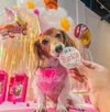 Come on Barkie let’s go Pawty — Fun and Classy Barbie Inspired Dog ...