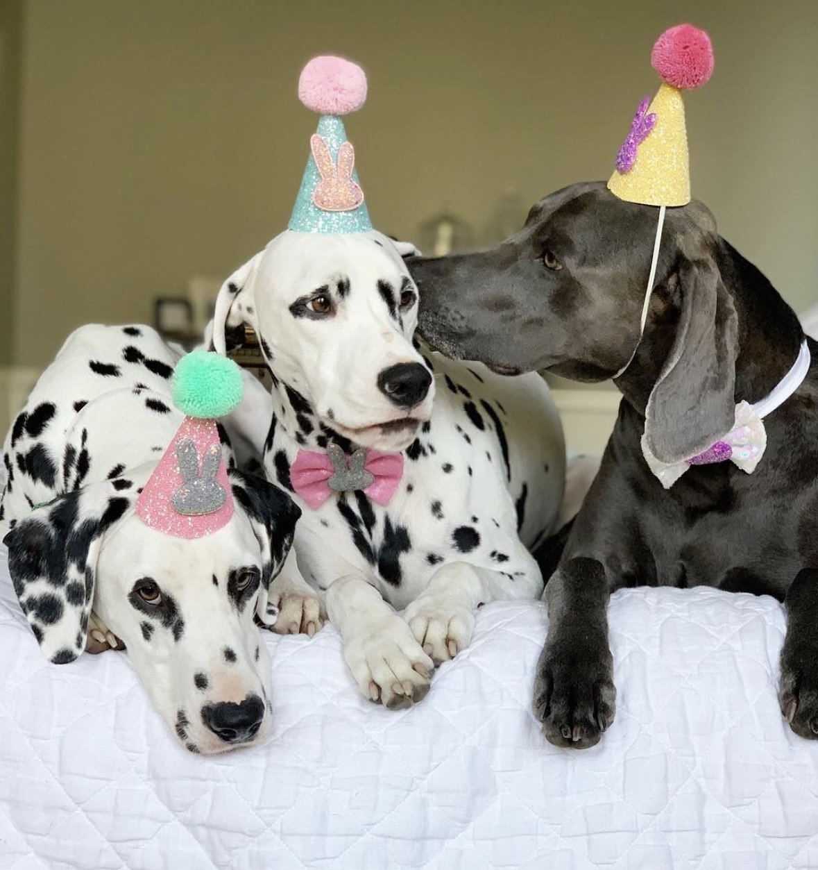 Pet Party Hats — The Barkday Planner