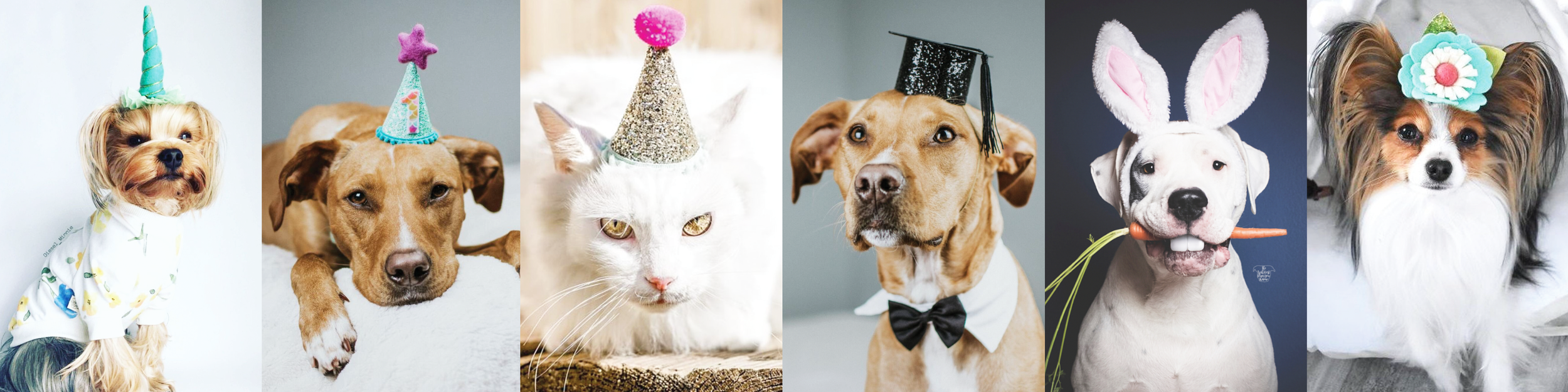 Pet Party Hats — The Barkday Planner