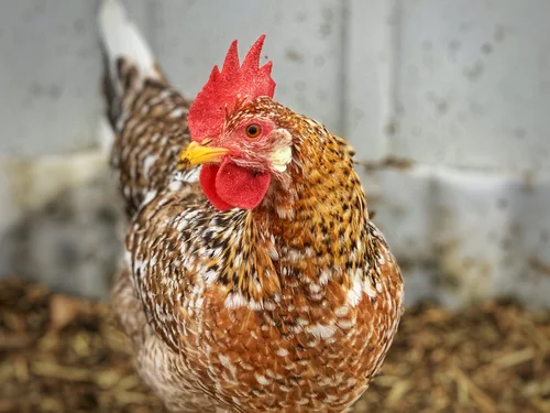 55 Flowery Hens Info — The Big Spoon Homestead