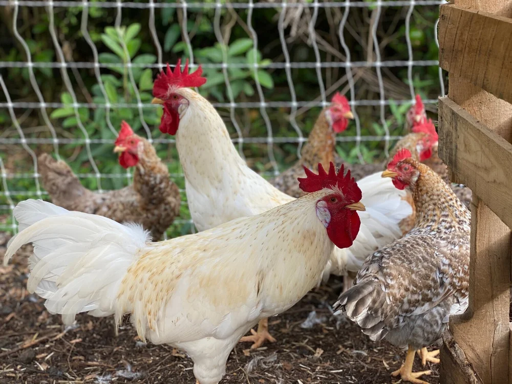 55 Flowery Hens Info — The Big Spoon Homestead