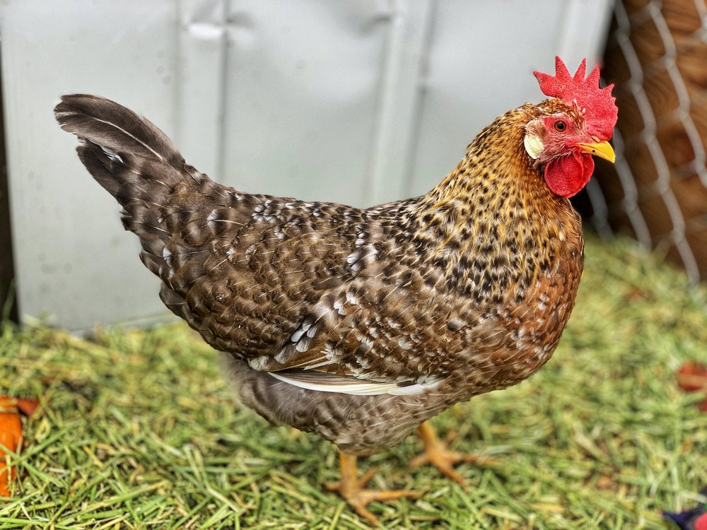 55 Flowery Hens Info — The Big Spoon Homestead