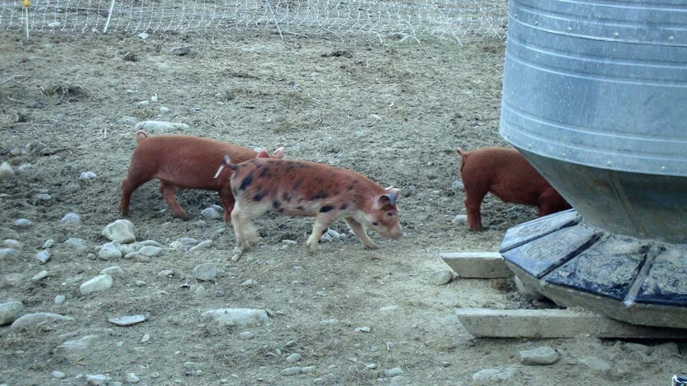 ALBRECHT DÜRER AND THE PIG FARM — LESLIE PARKE